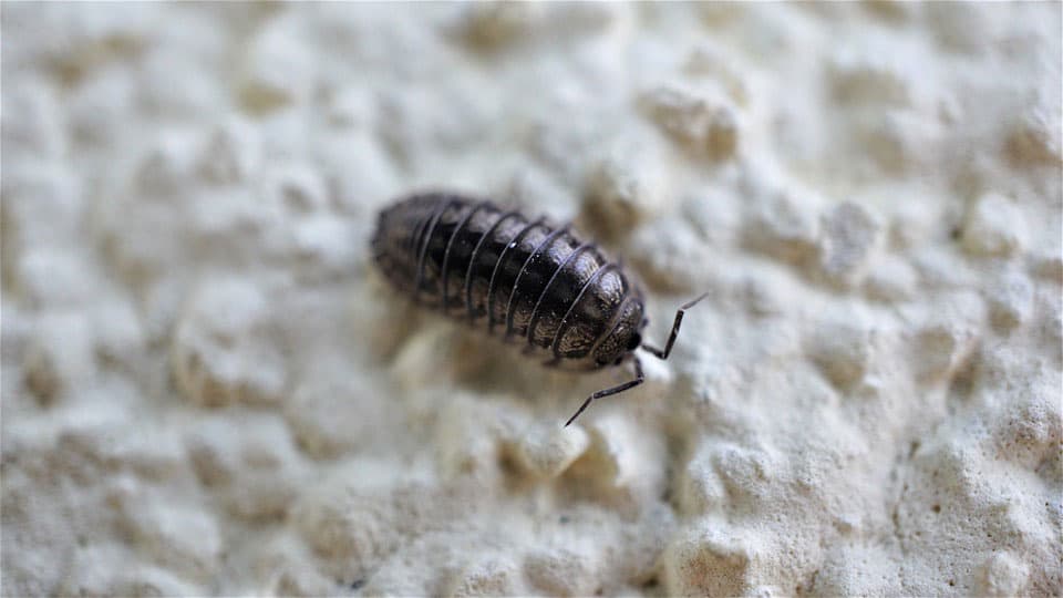 Crawling Insect Control Services in Calgary