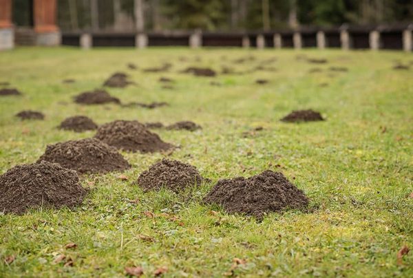 Pocket Gopher Traps | Grove Eco-Friendly Pest Control Blog