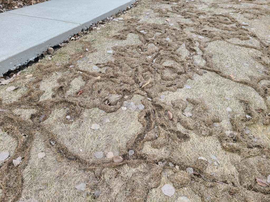 Say Goodbye to Voles: The Permanent Wire Mesh Solution